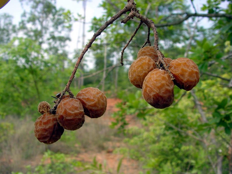 Medicinal plant - Sapindus emarginatus