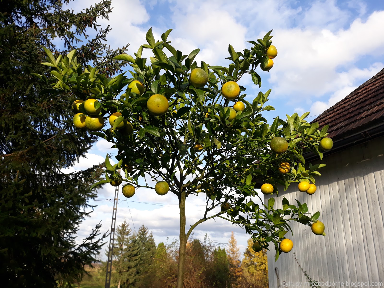 Cytrusy Mrozoodporne: Citrumelo 5 star