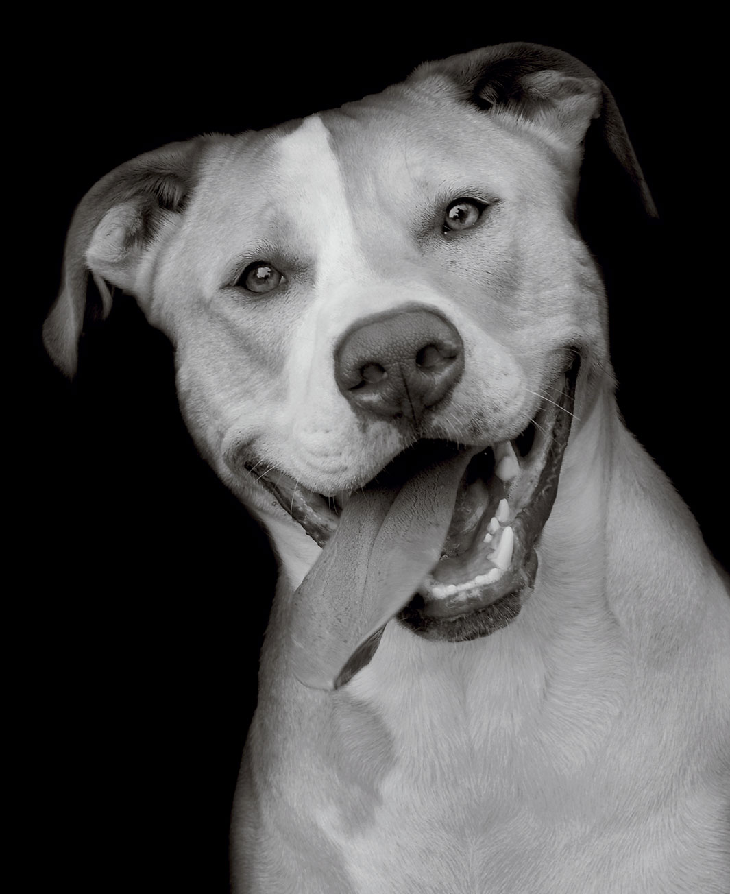 NUNCAJAMAS COCKER: PERROS DE REFUGIO; POR TRAER SCOTT (SPANISH & ENGLISH)