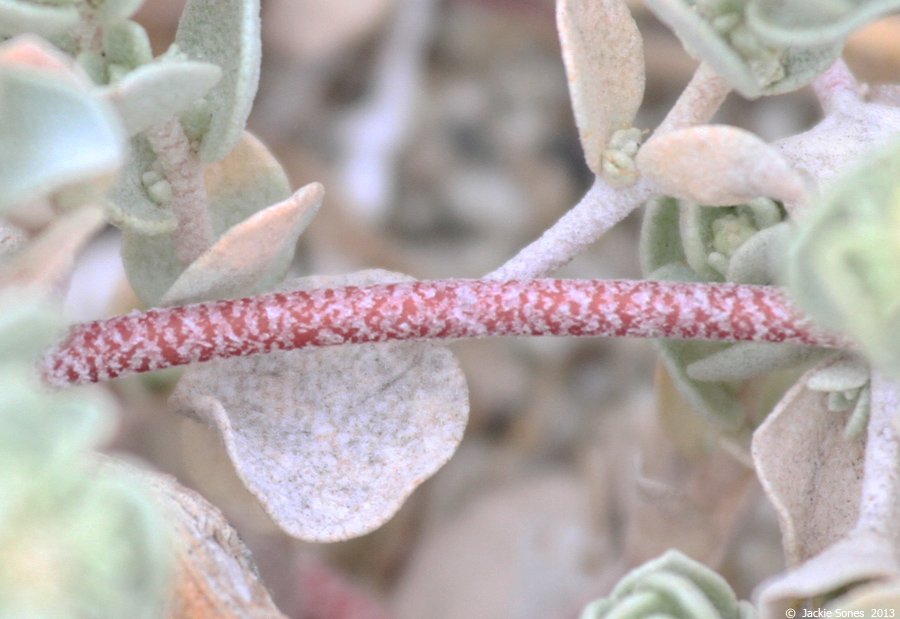 The Natural History of Bodega Head: Scurfy