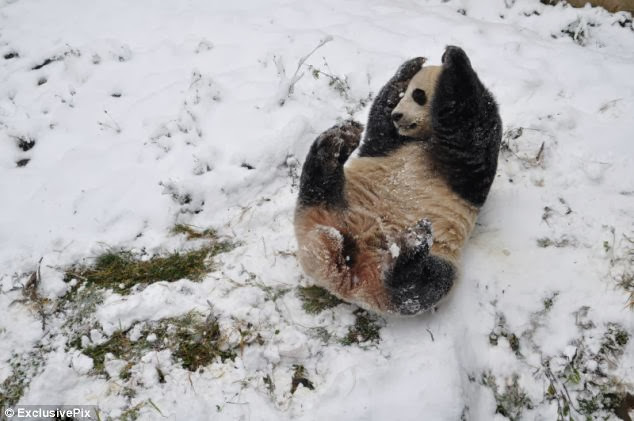 White Wolf : Giant panda seen playing in snow at Yunnan Wild Animals ...
