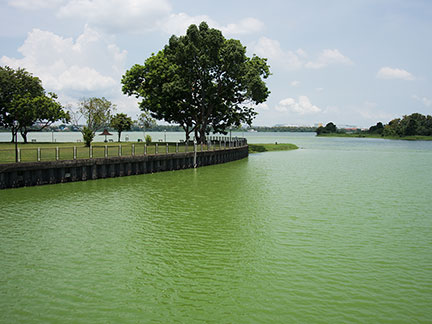 wild shores of singapore: Massive bright green bloom at Kranji ...