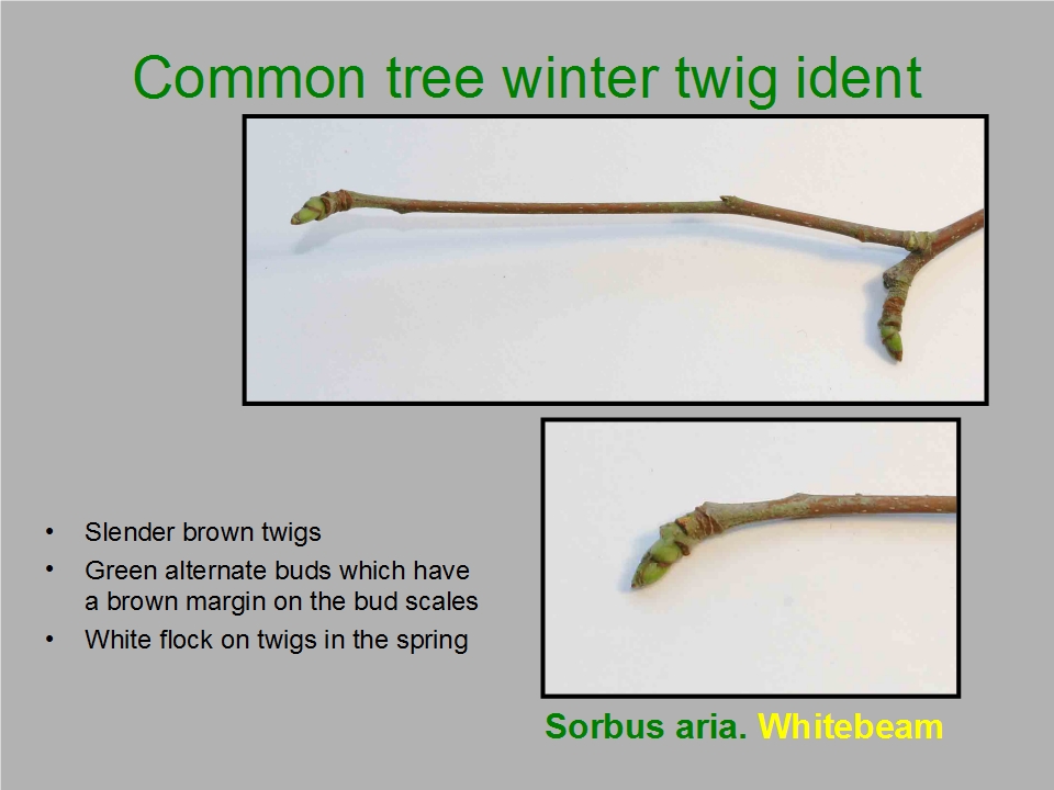 Woodland Management: A Guide: 2018