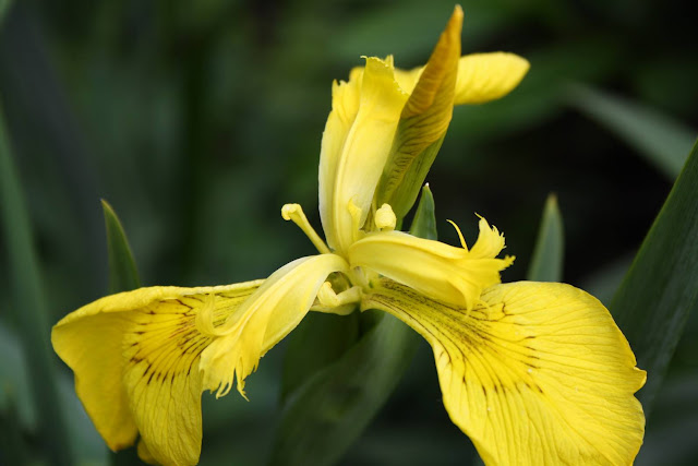 Sneuper: Gele Lis ( Iris pseudacorus)