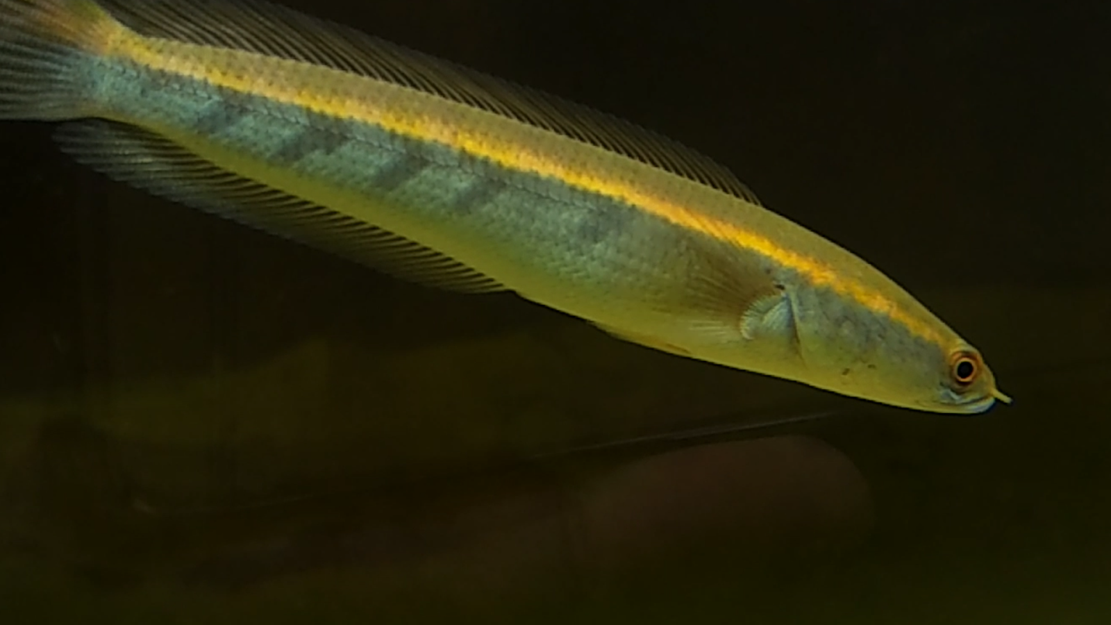 The beginning of flowers, this is how you choose a champion fish