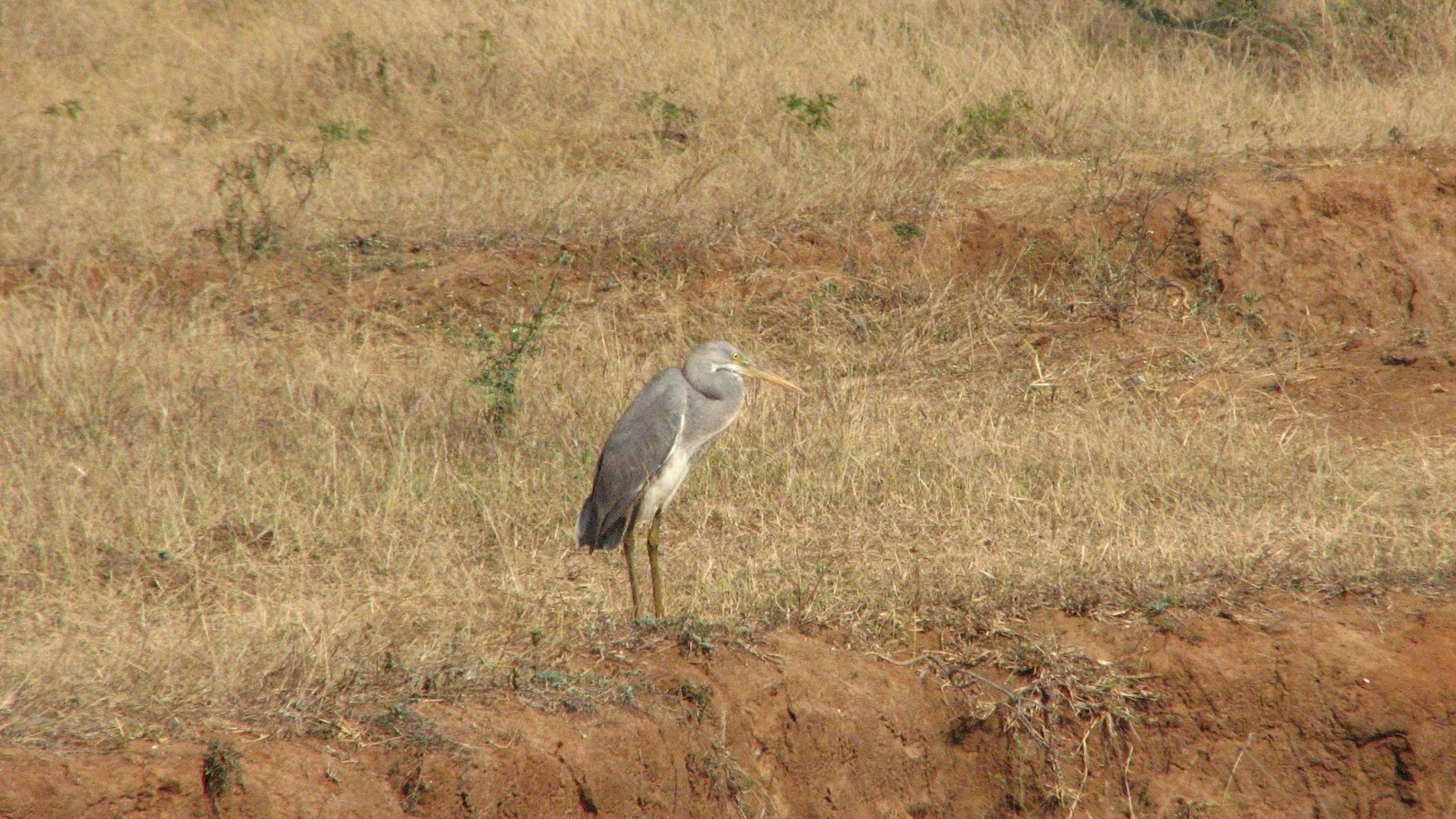 Travel Stories of India: Bird Watching at Hesaraghatta