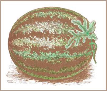 Khentiamentiu: The 5,000-Year Secret History of the Watermelon