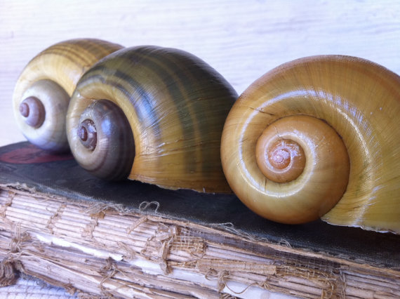 Giant Snail Shell