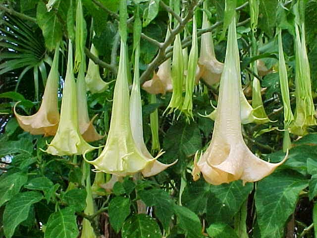 THE FOXXER: Burundanga