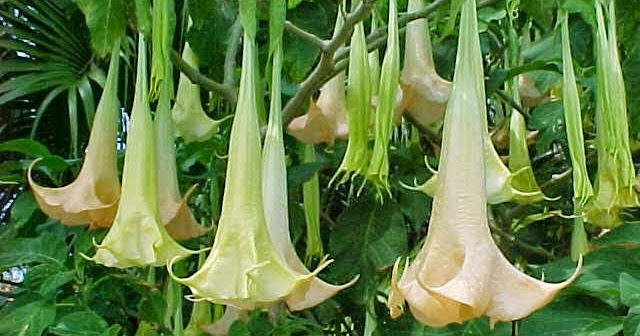 THE FOXXER: Burundanga