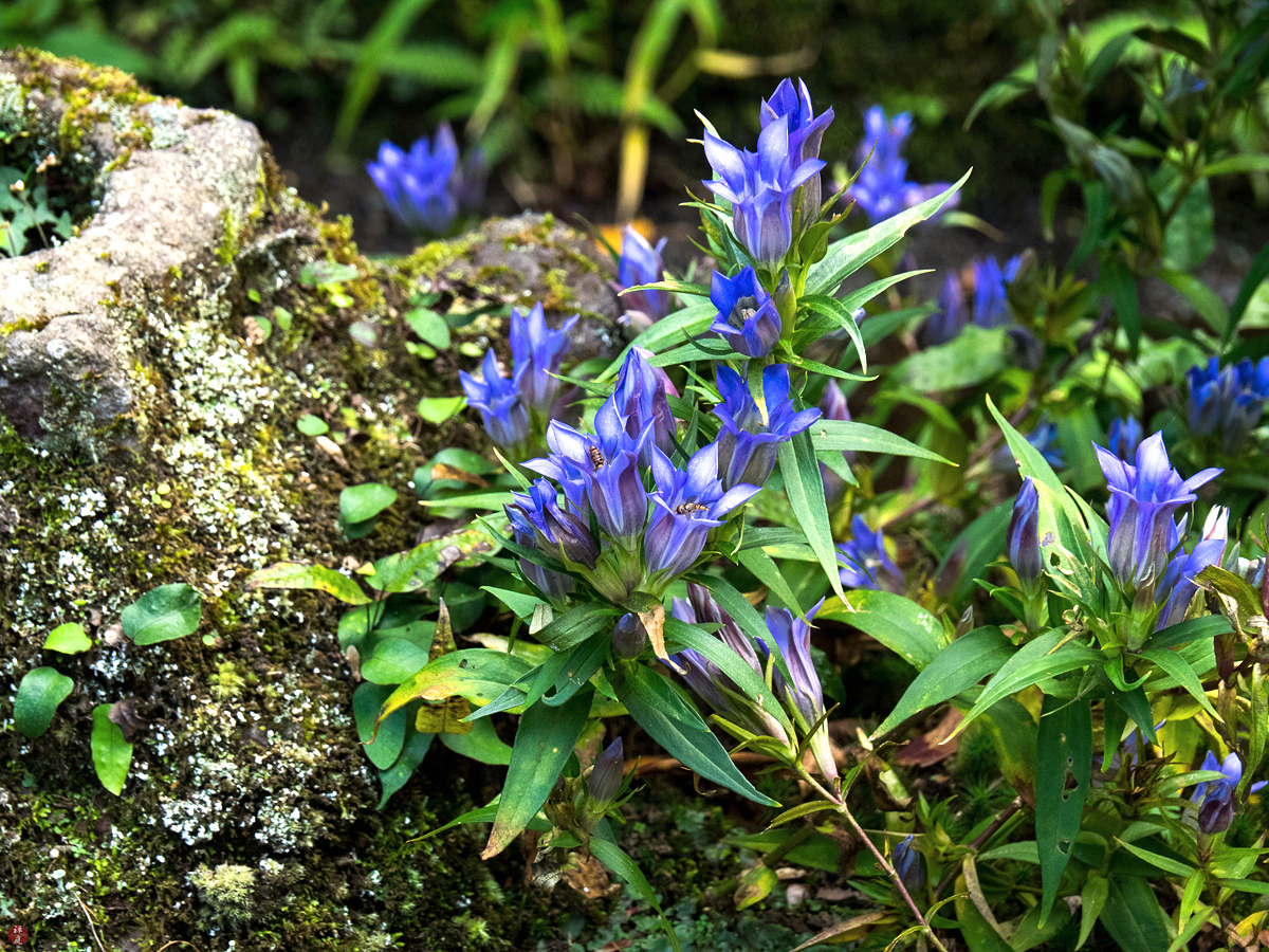 FROM THE GARDEN OF ZEN: Rindo (Gentiana) flowers: Kaizo-ji