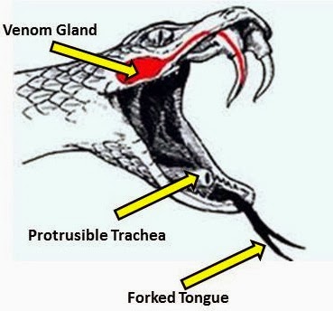 Biology of the Reptilia