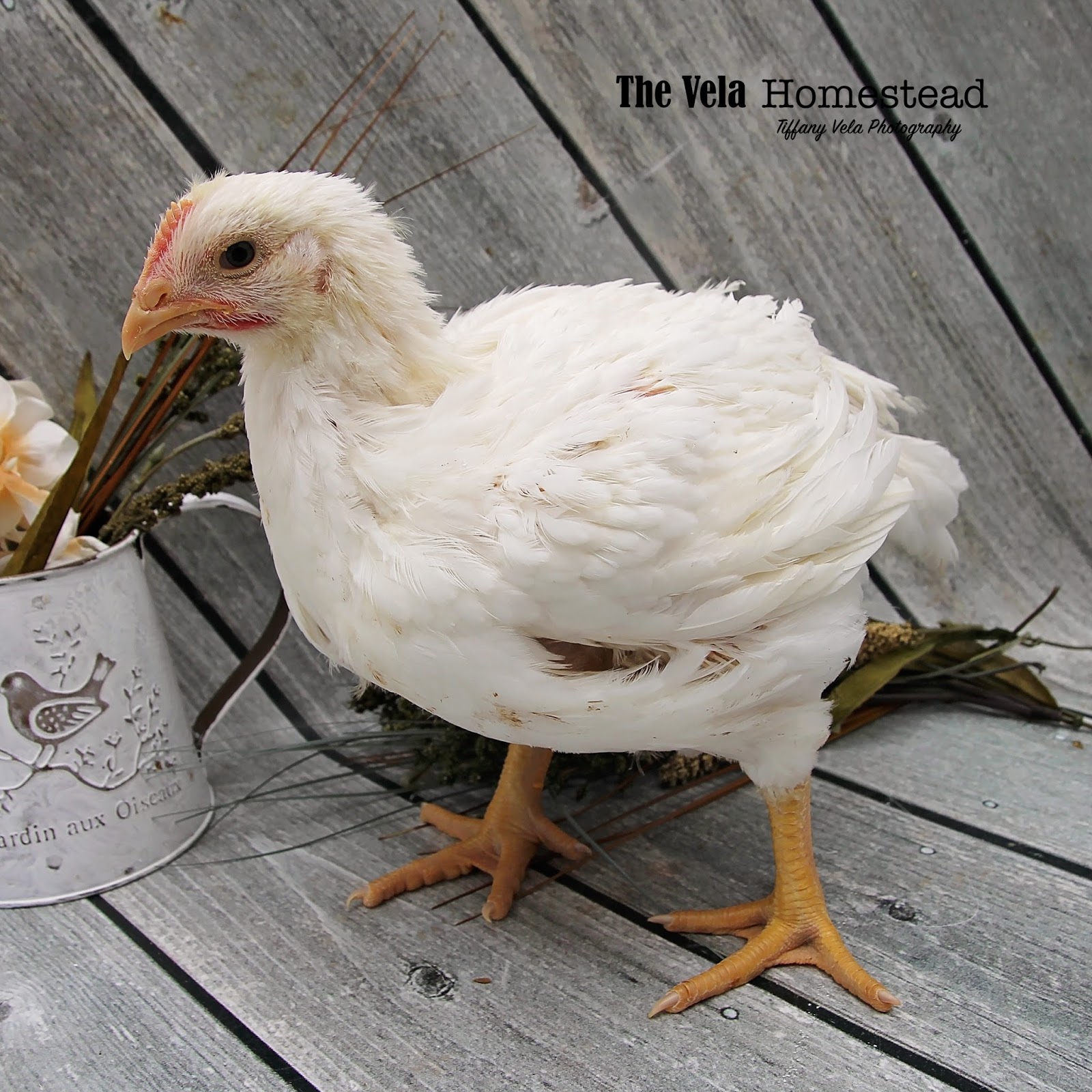 Chickens 4 weeks old and new additions! | The Vela Homestead