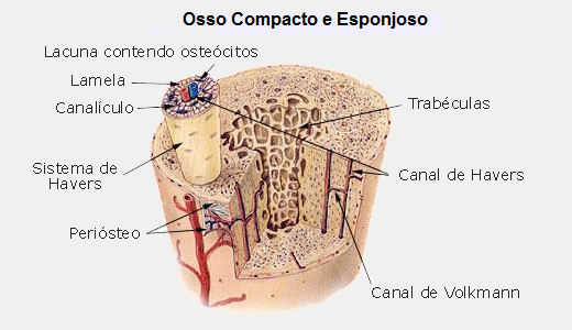 HISTOLOGIA EM FOCO: Abril 2014