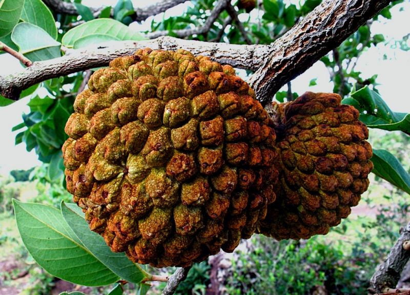 FAUNA E FLORA E OUTROS: Araticum-" o fruto"