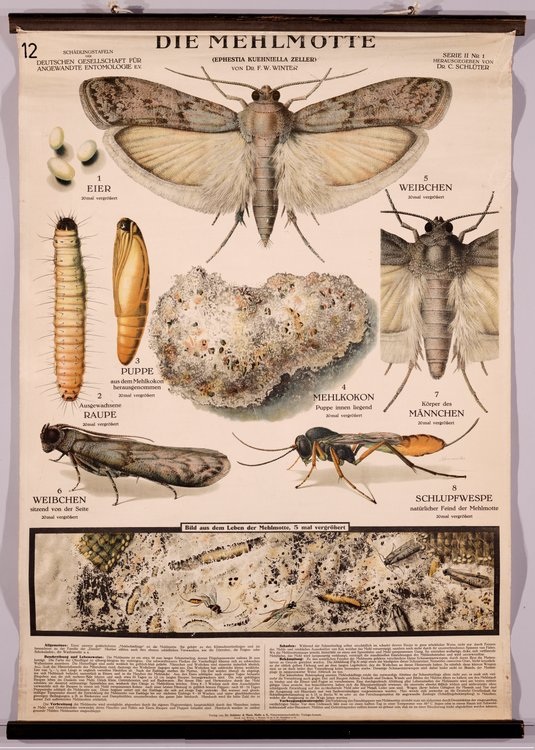 BibliOdyssey: Insect Wall Charts