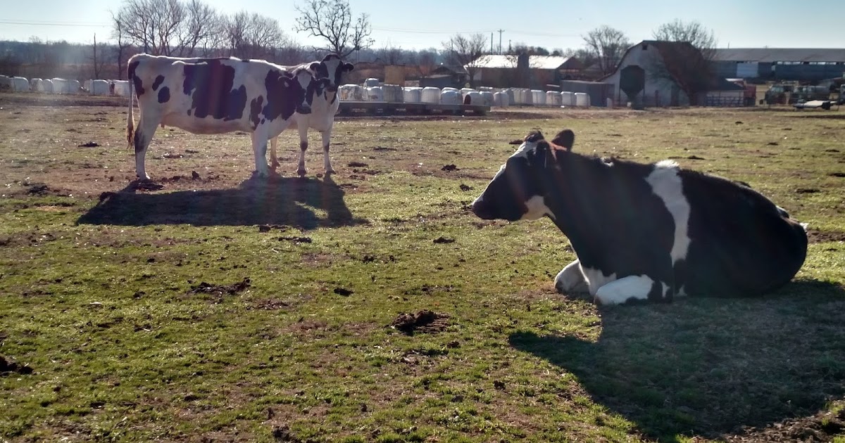 Spotted Cow Review: Dairymom's Thankful Thursday