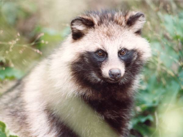All About Wild Life Information: Raccoon Dog Info and Pictures