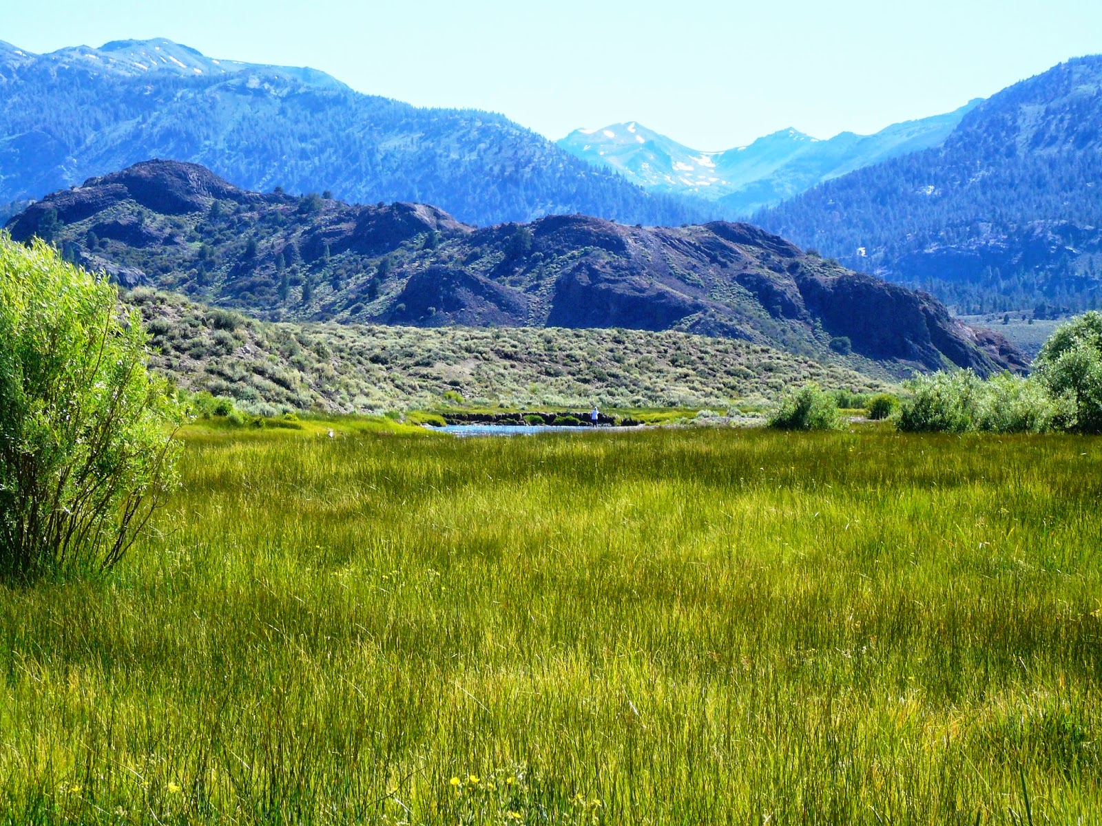 Countryman: Foraging California's Wild Side: High Desert Trails