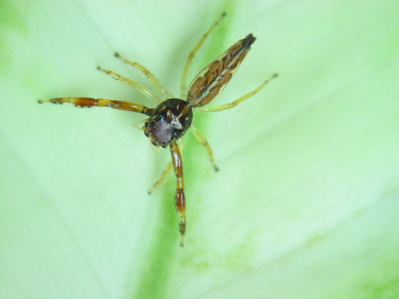 Jumping spiders of India