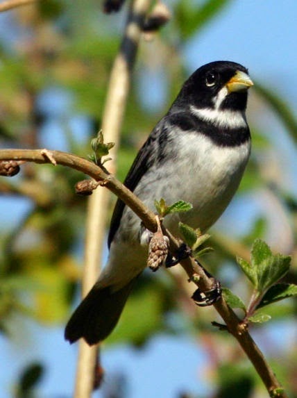 Criador Mz: O coleiro