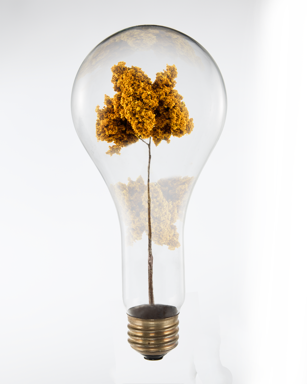 Matt McGough: Creative Suite T1S1 - Tree Light Bulb