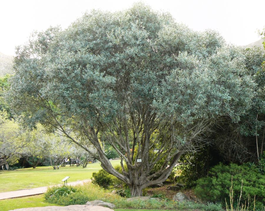 Future Plants by Randy Stewart: Olive