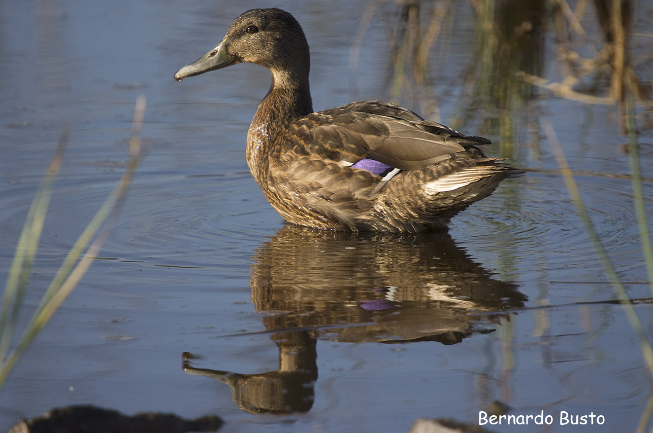 RÍA DE LA VILLA: Patos posando