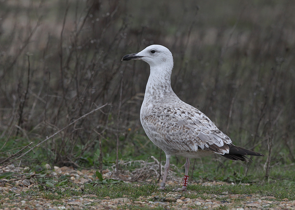 Richard Smith - Birdwatching Days Out: CASPIAN GULL, 1st winter, Red ...