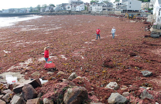 Biodiversity Science: Invasive Seaweed