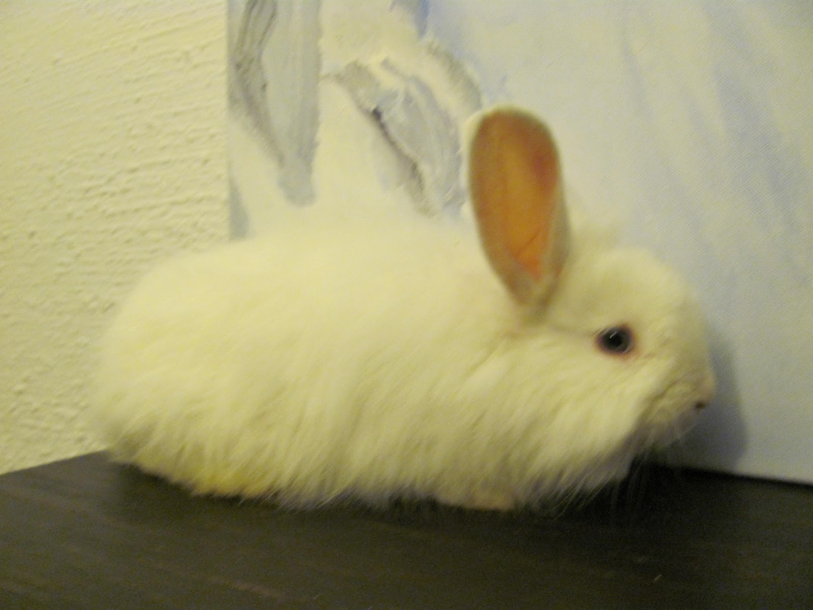 Frau Seidenhase: Angorakaninchen