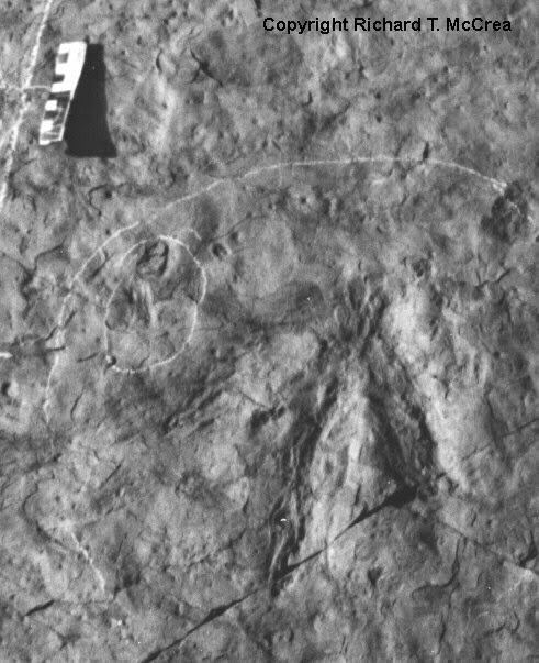 Prehistoric Pub: Help Us Fund Summer Dinosaur Track Research!