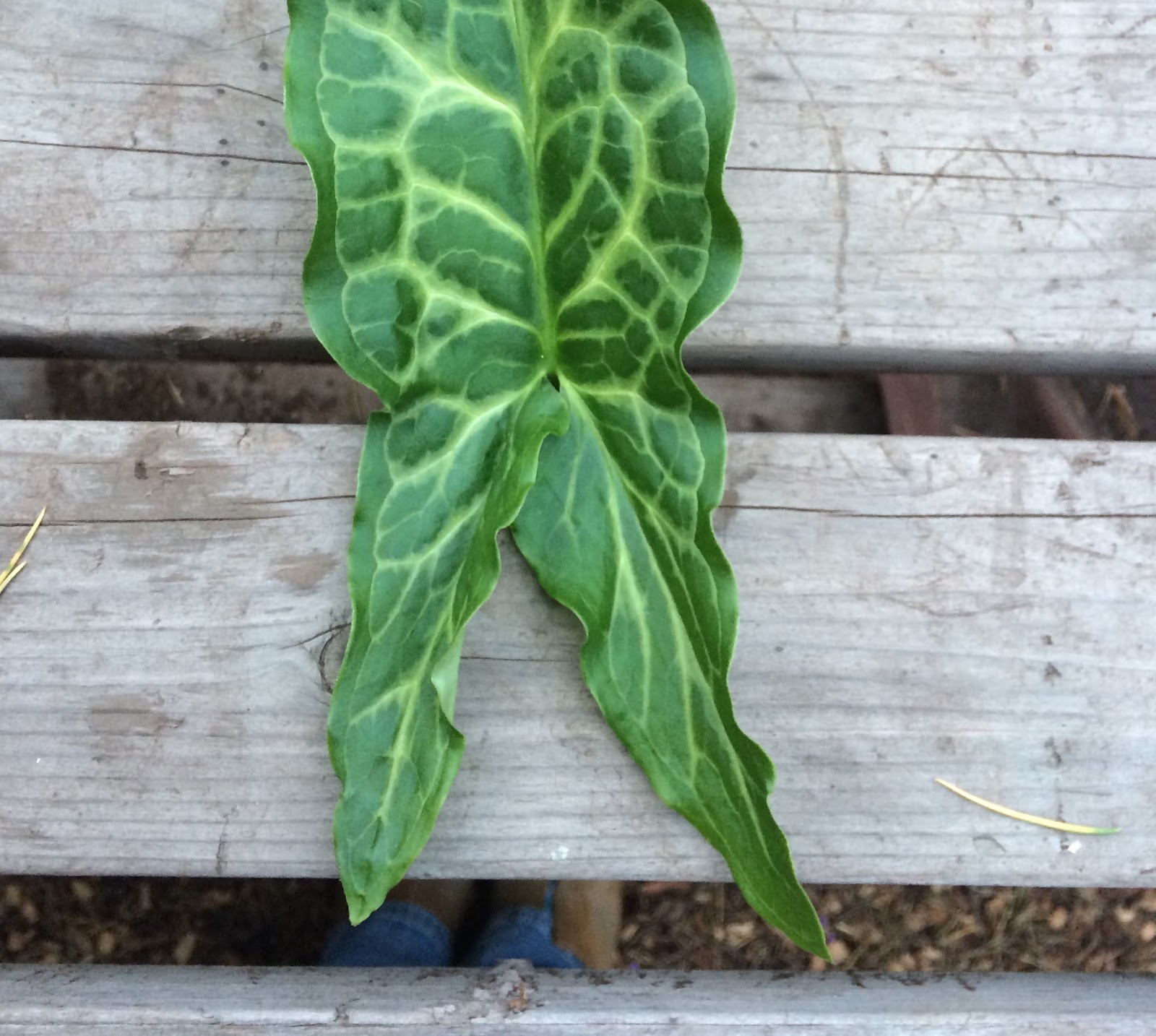 Plant Terminology : Leaf Bases