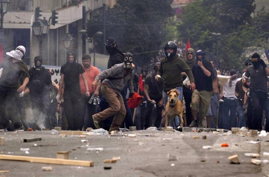 Gallery of The Legendary Greece Riot Dog Pictures | Amazing Creatures