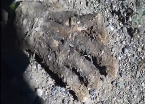 Everything Bigfoot!: Bigfoot hand found in Canada? (video)