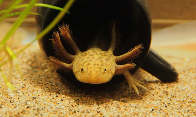 Better to be Together: Aksolotli / Axolotl