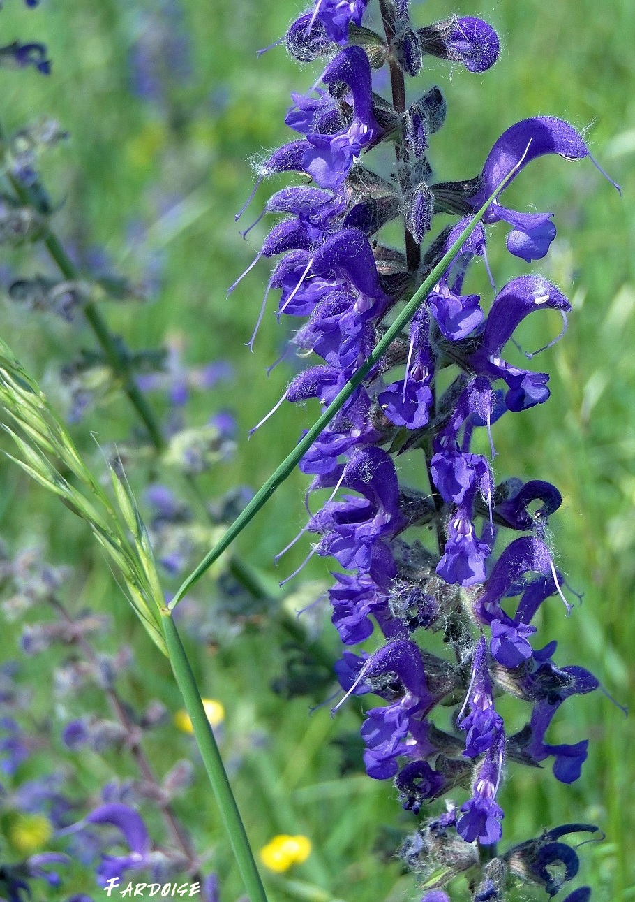 Les feuillets de Fardoise: Sauge des prés - Salvia pratensis