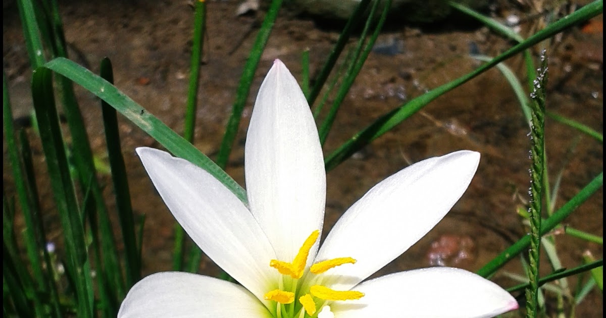 Terbaru 24+ Klasifikasi Bunga Lili