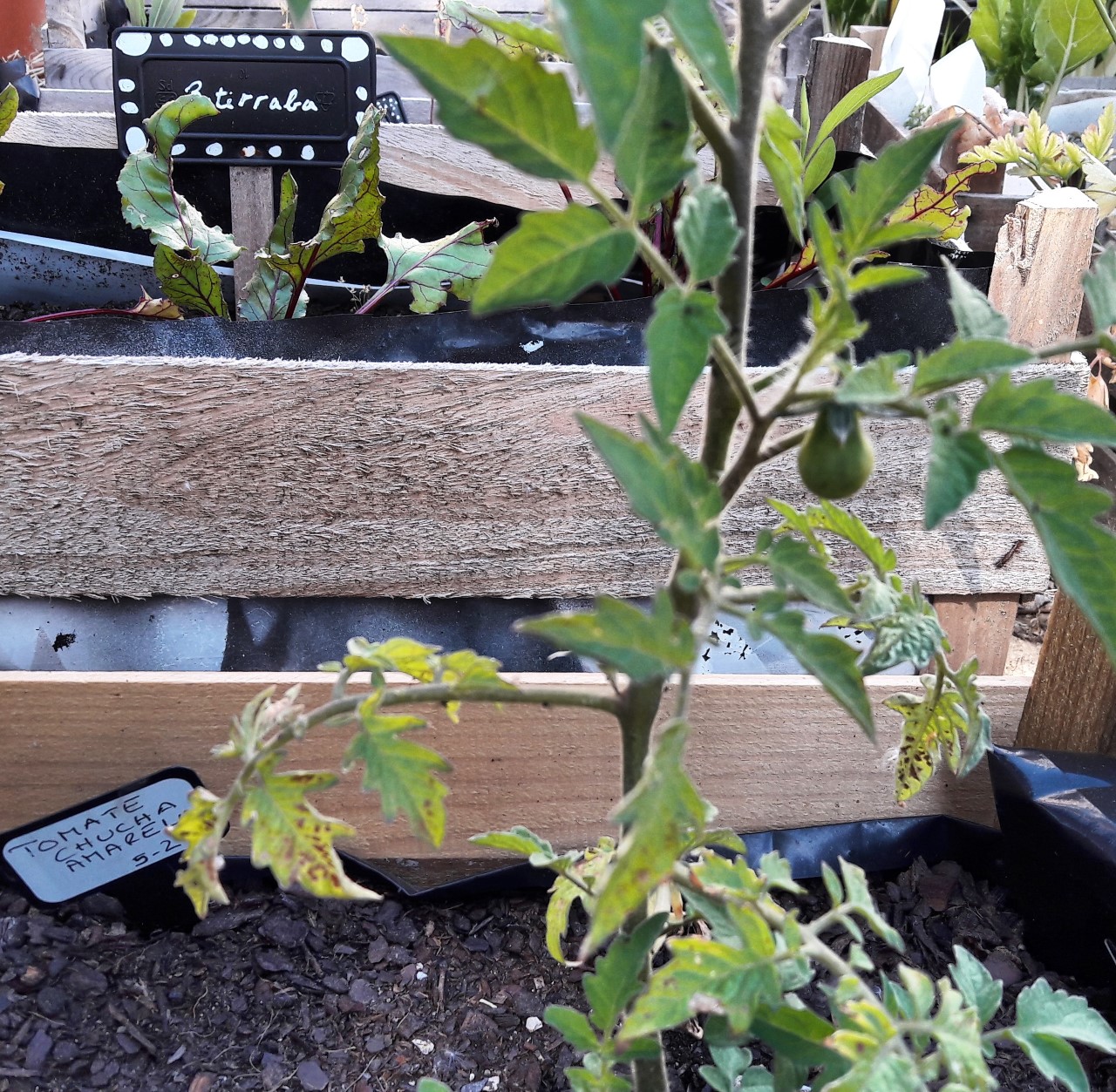 Semear para Colher: Tomate Chucha Amarelo