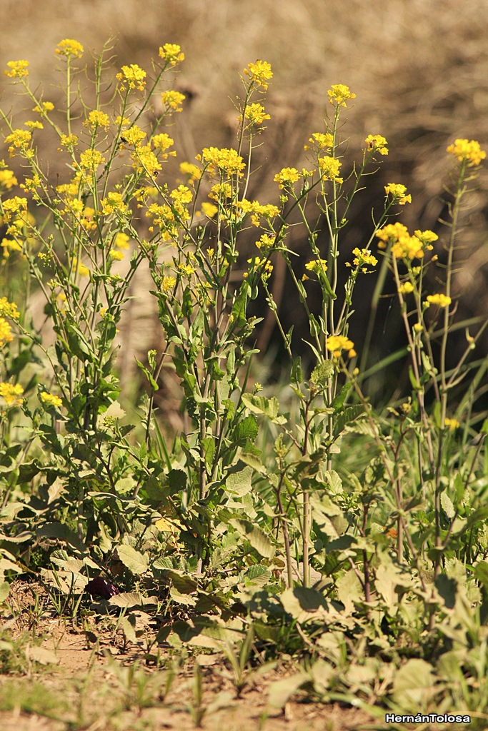 Flora Bonaerense: Nabo (Brassica rapa)