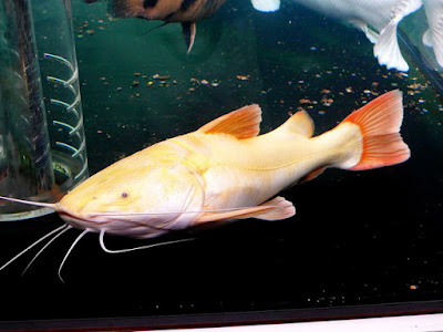 Mania de Aquário: Pirarara (Red Tailed Catfish)