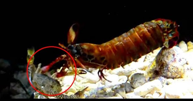 Mantis Shrimp Knock Out Its Prey With Powerful Punch - BubbleFeed
