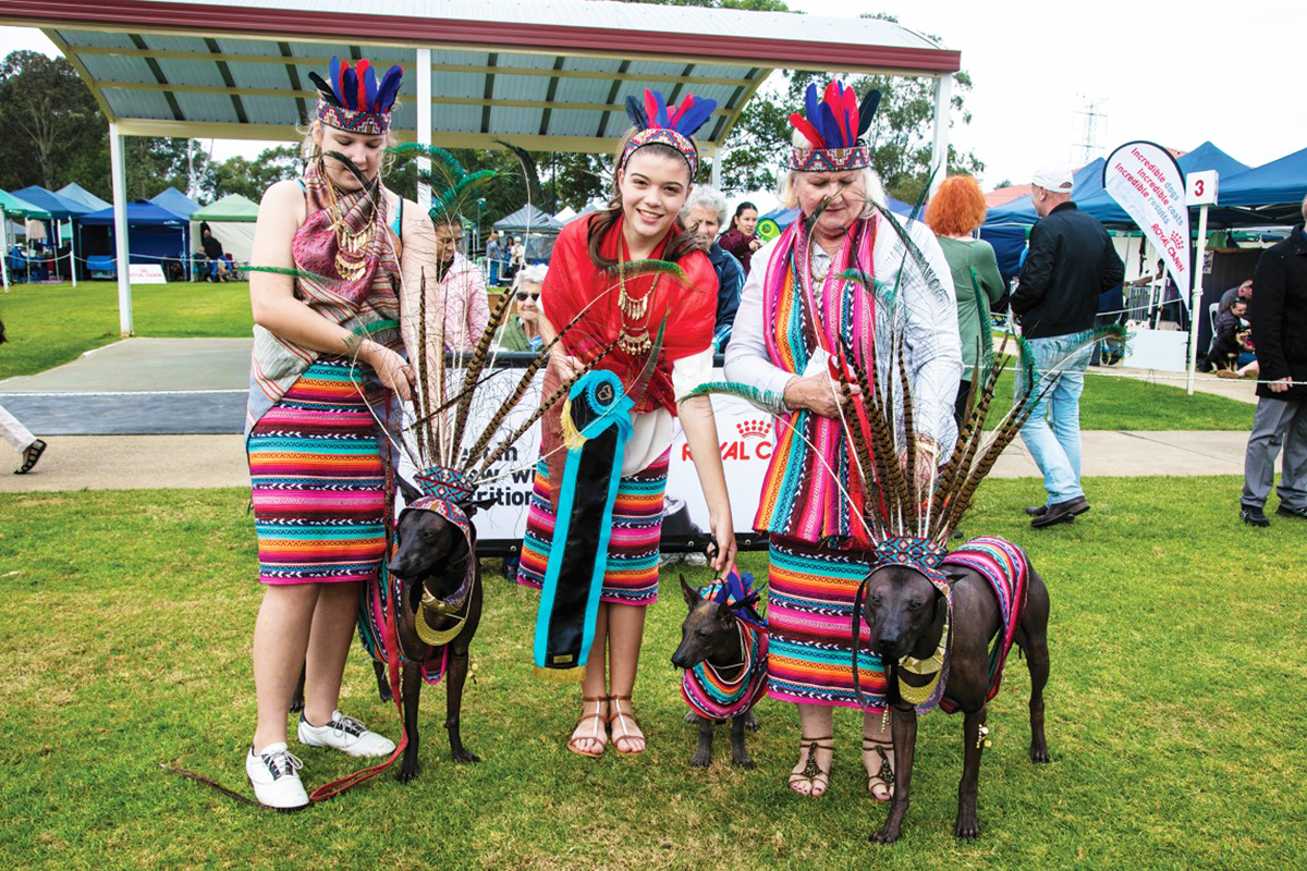 2018 Dogs NSW Dogs On Show June 16 Australian Dog Lover 2018-dogs-nsw-dogs-on-show-june-16-australian-dog-lover