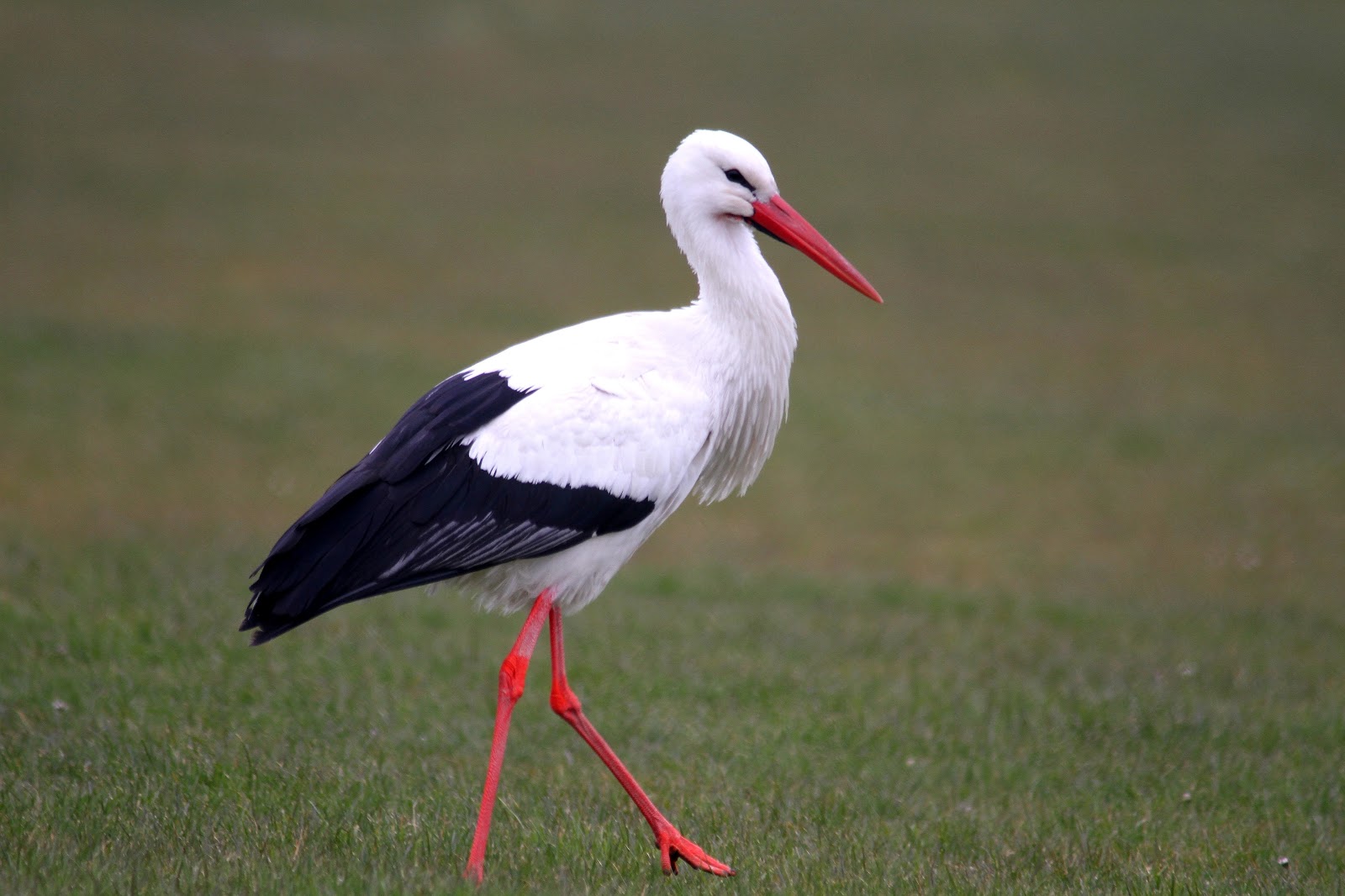 HERTFORDSHIRE BIRDING: Todays WHITE STORK in Sawbridgeworth