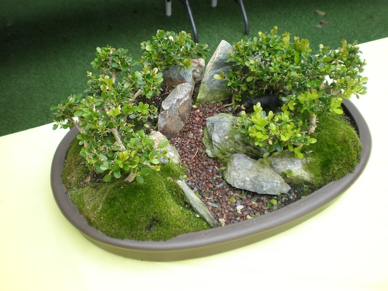 The Fern and Mossery: Moss Monday: Bonsai of the Japanese Friendship Garden