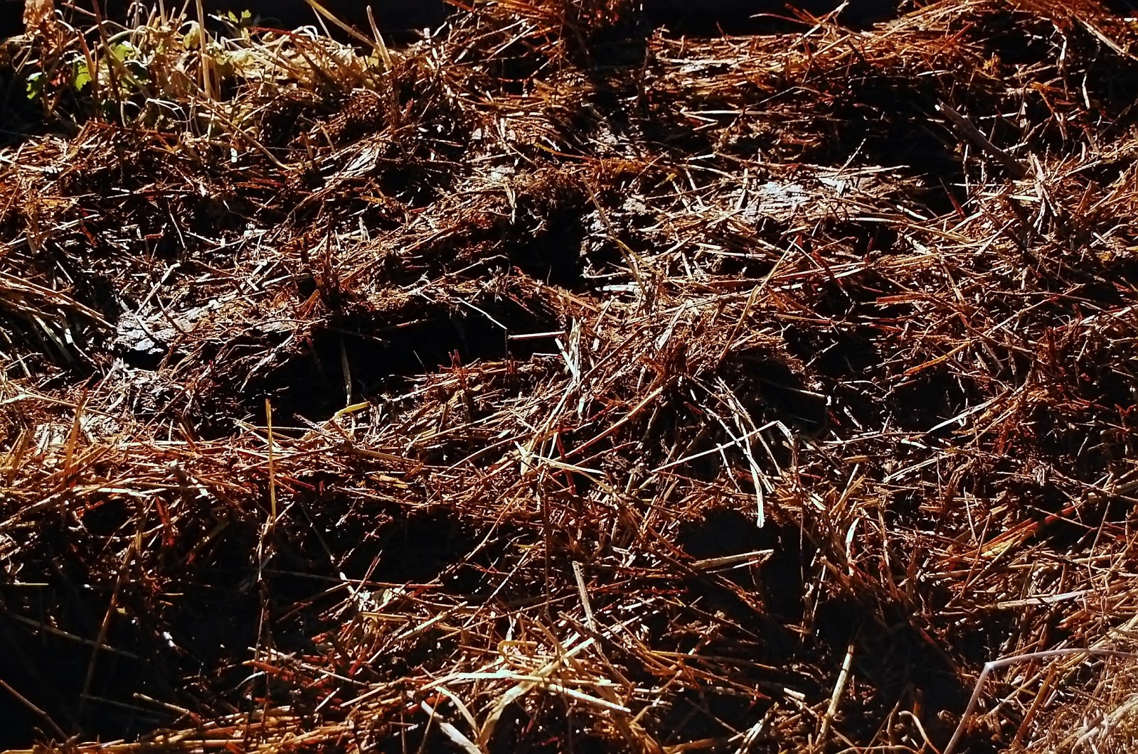 got serenity?: Golden Day with Rotten Hay