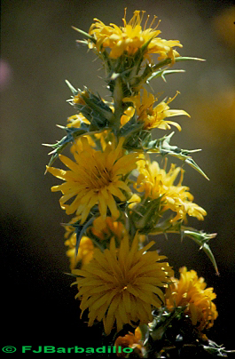 El último rincón: LA INADVERTIDA UTILIDAD DE LOS CARDOS