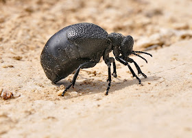 Real Monstrosities: Oil Beetle