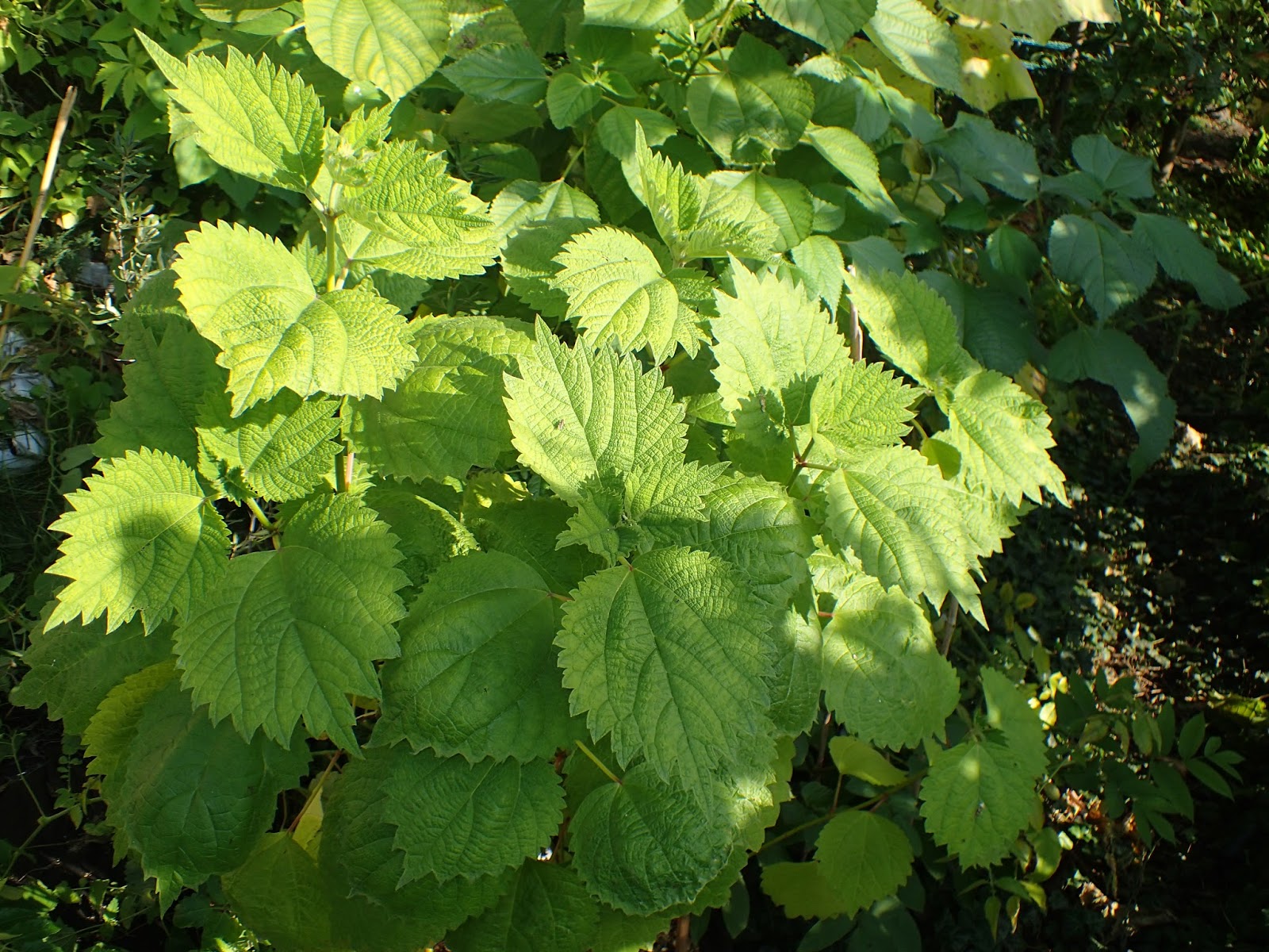 Scirpidiella's Plants: False Nettles - Ramie cousins (Boehmeria sp. div.)
