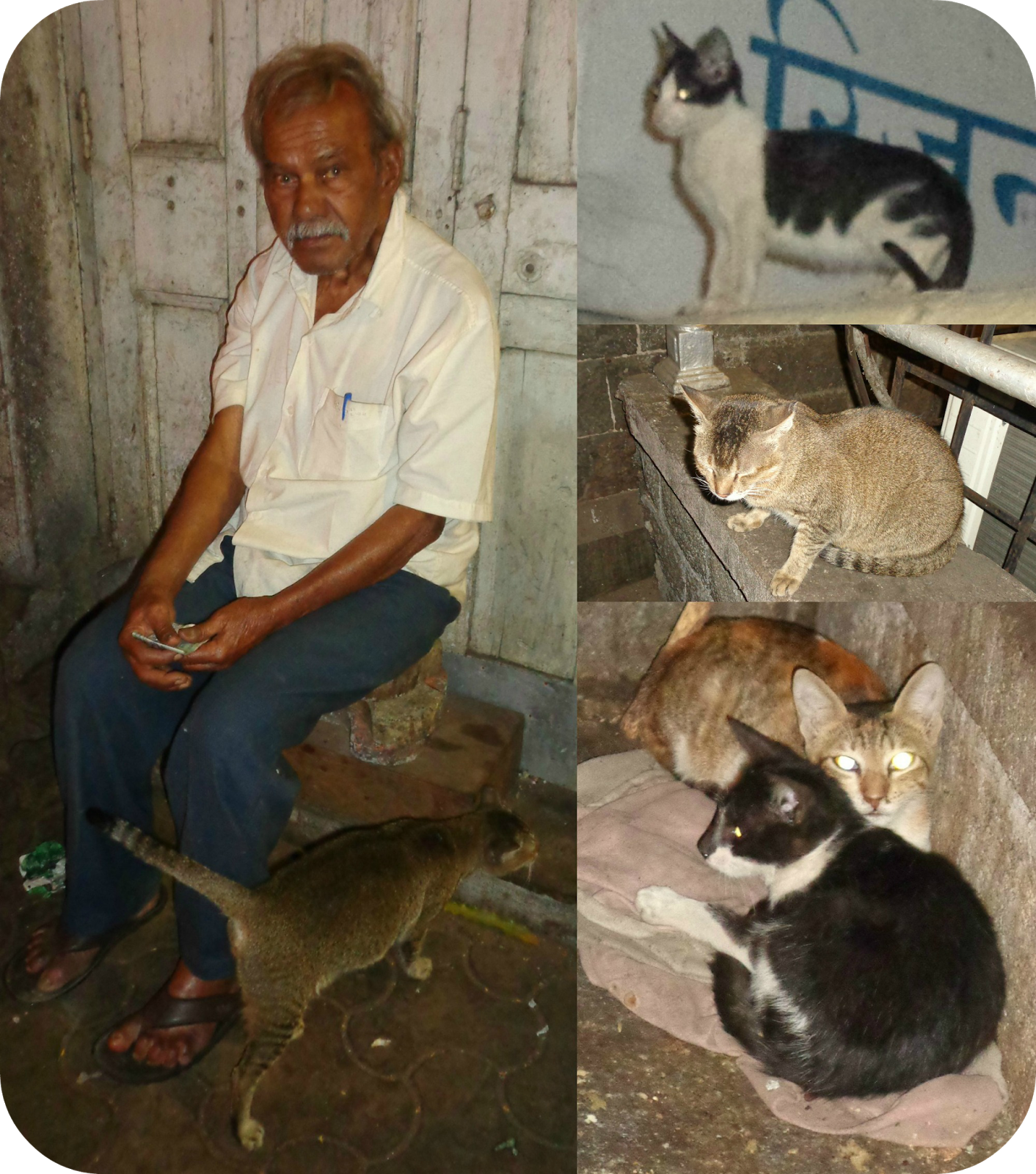 Vintage Vixen: Travels in India, 2016 - Elephanta Island & The Cat Man ...